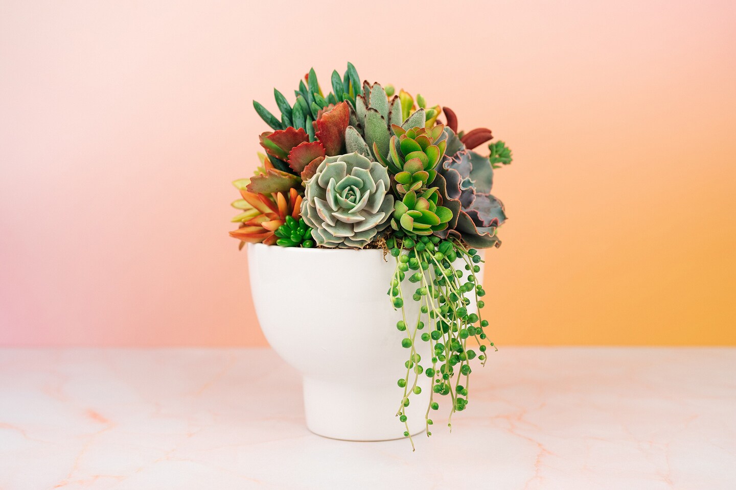 White Compote Ceramic Succulent Arrangement Planter | MakerPlace by ...
