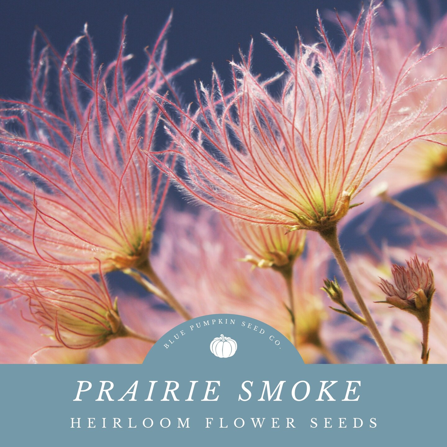 Prairie Smoke Flower Seeds | Enchanting Wildflower, Unique Smoky Seed ...