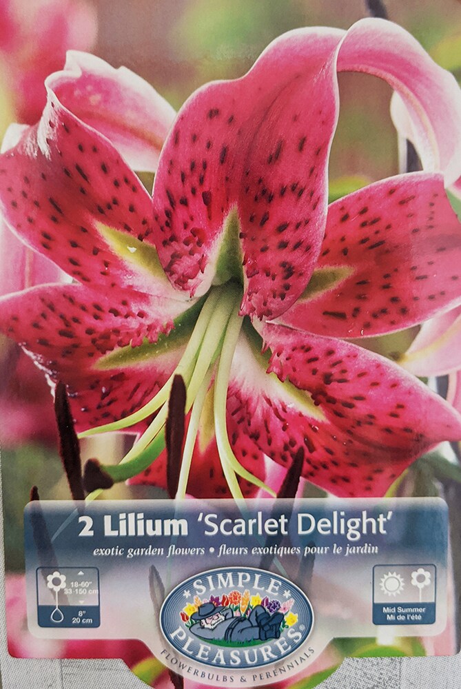Scarlet Delight Specie Lily 2 Bulbs 16/18 cm - Magenta/Pink | Michaels