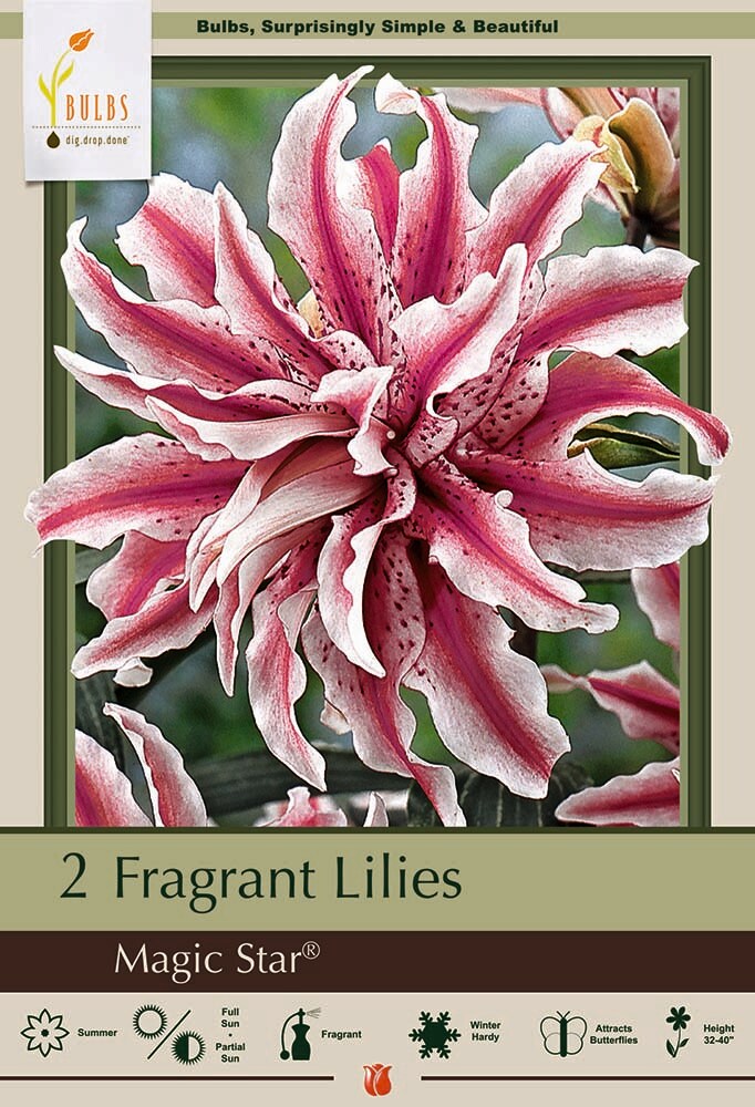 Magic Star Double Oriental Lily - 2 Bulbs 16/18 cm - Bi Colored | Michaels