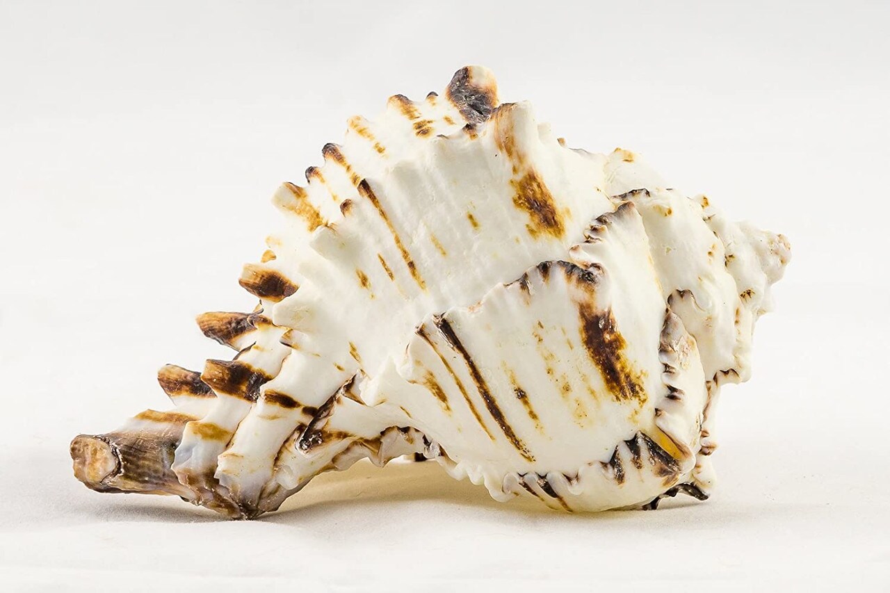 Black Murex 5" Shell 1 Piece Black Murex Shell | Michaels