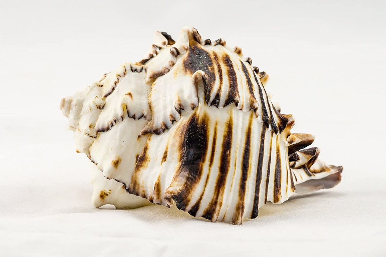 Black Murex 5" Shell 1 Piece Black Murex Shell | Michaels