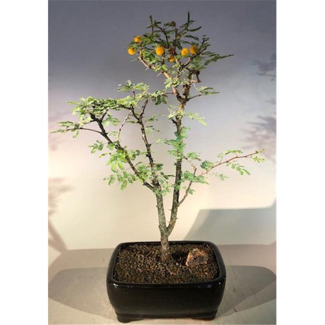 Bonsai Boy e1484 Flowering Dwarf Sweet Acacia Bonsai Tree - Acacia ...