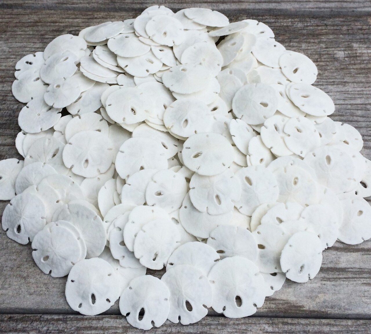 Sand Dollar Set of 200 Real Natural Sand Dollars Under 1" Small White ...