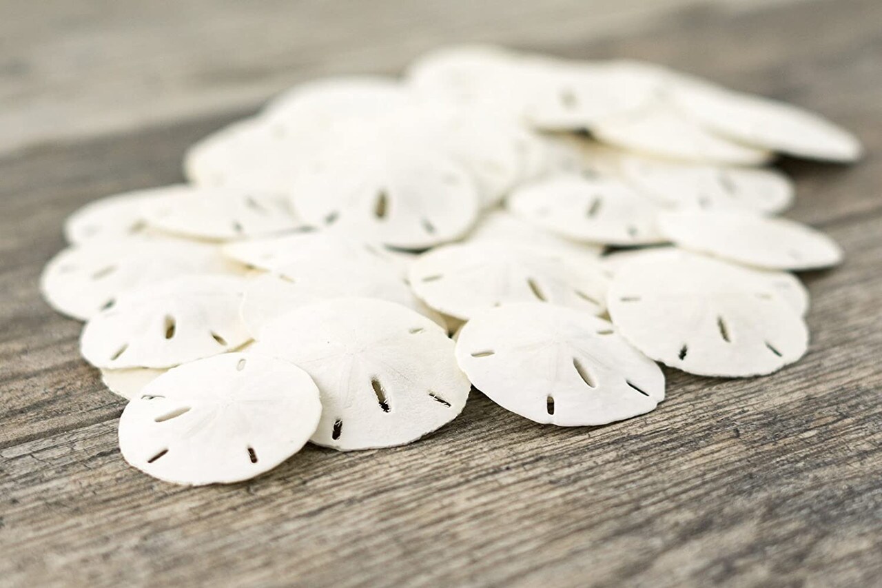 Sand Dollar Set of 30 Real Sand Dollars 1 1/2" to 2" Sand Dollar Shells ...