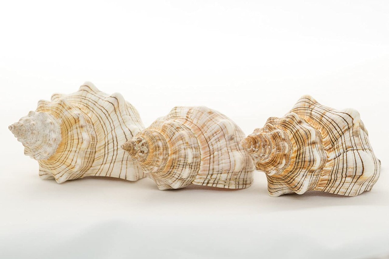 Striped Fox Seashell 3 Striped Fox Conch Seashells 4-5" 3 piece Set for ...