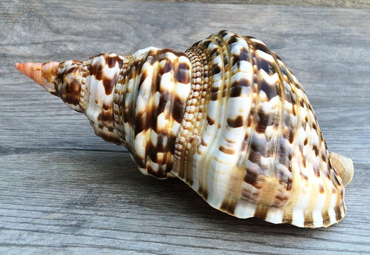 Triton Shell 1 Triton Seashell Large 7"-8" for Display | Michaels
