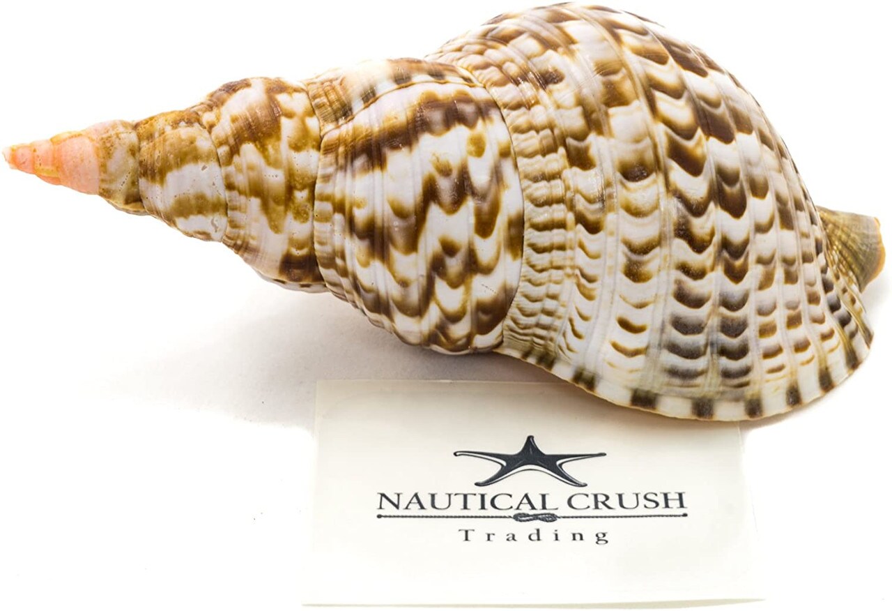 Triton Shell 1 Triton Seashell Large 7"-8" for Display | Michaels