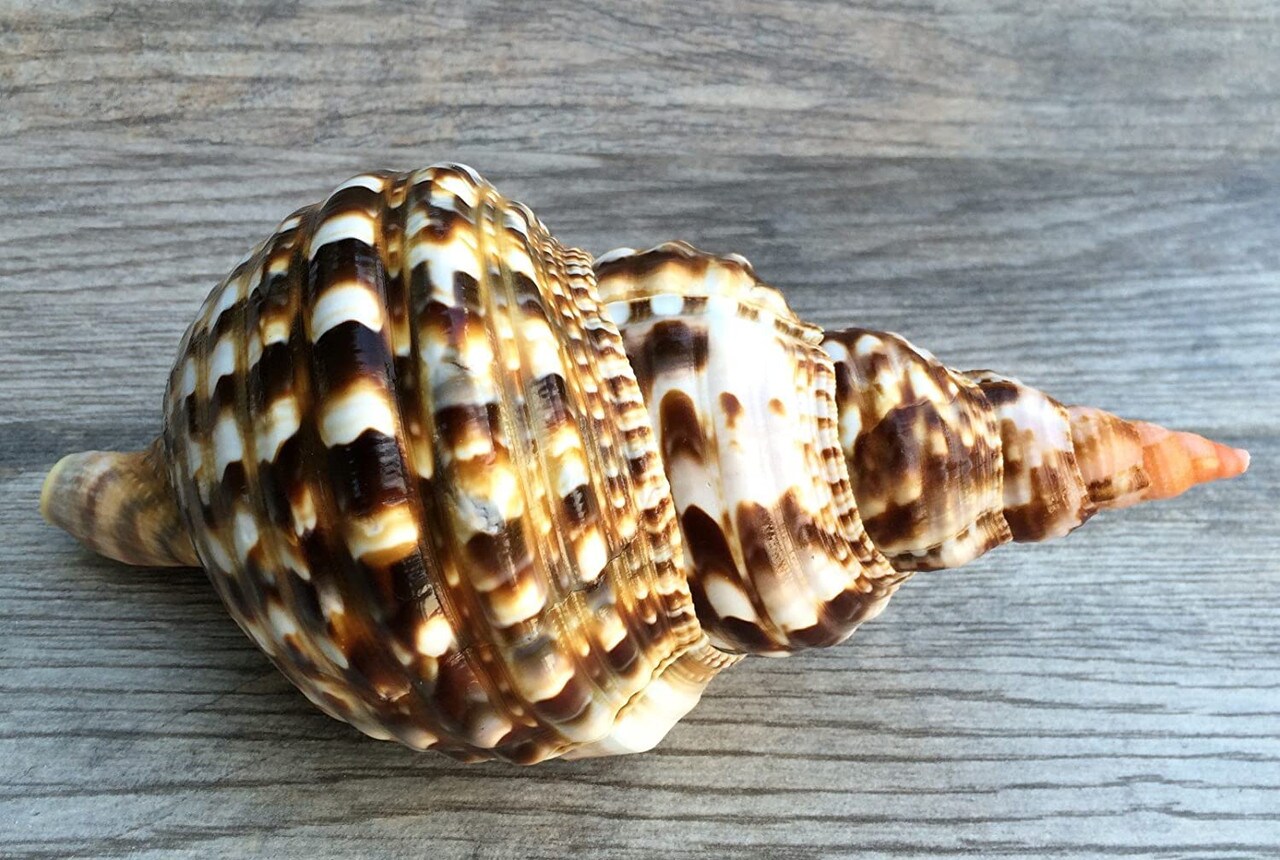 Triton Shell 1 Triton Seashell Large 8"-9" for Display | Michaels