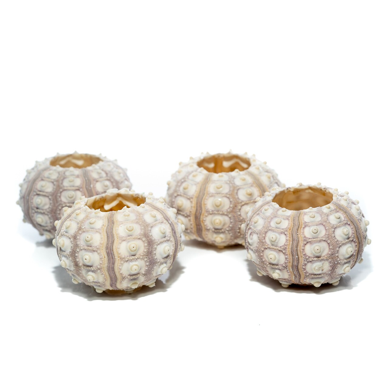 Sea Urchins 4 Purple Sputnik Sea Urchin Shells 2-3" for Craft and Decor ...