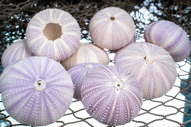 Sea Urchins 12 Purple Sea Urchin Shells 1.5"-2.5" for Crafts and Decor ...