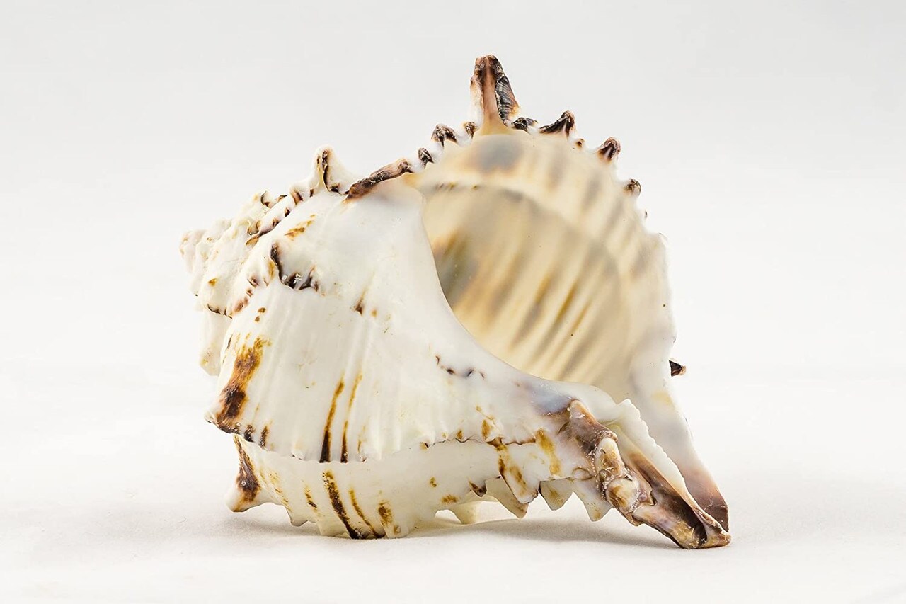 Black Murex 5" Shell 1 Piece Black Murex Shell | Michaels