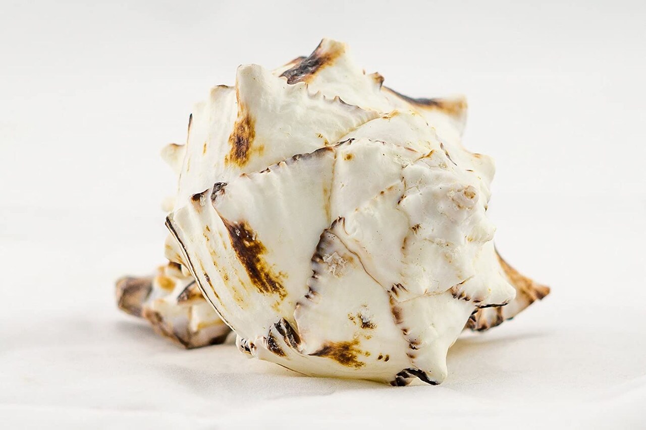 Black Murex 5" Shell 1 Piece Black Murex Shell | Michaels