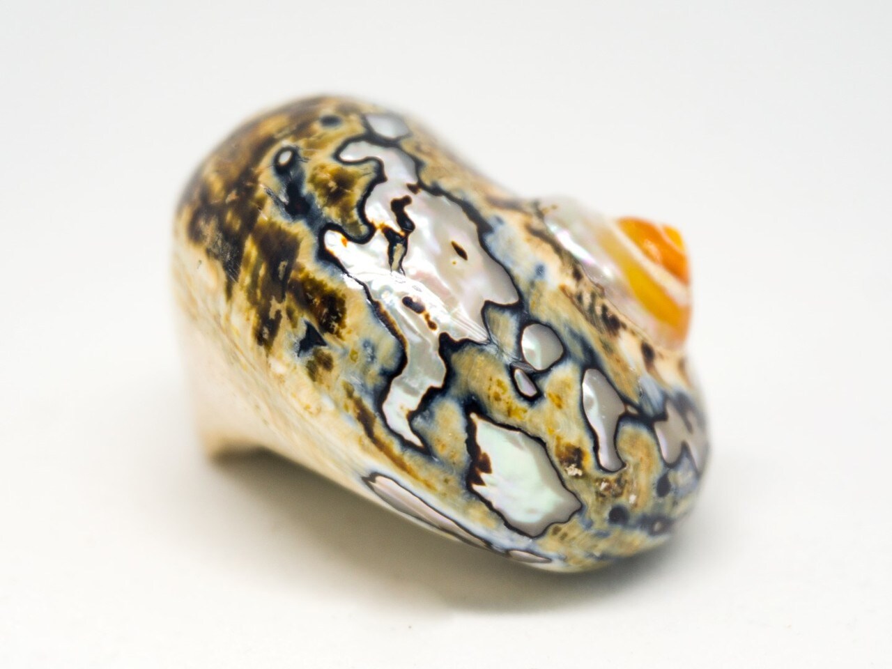 Hermit Crab Shell 2.5"-3" Turbo Shell 1 African Sarmaticus Shell | Michaels